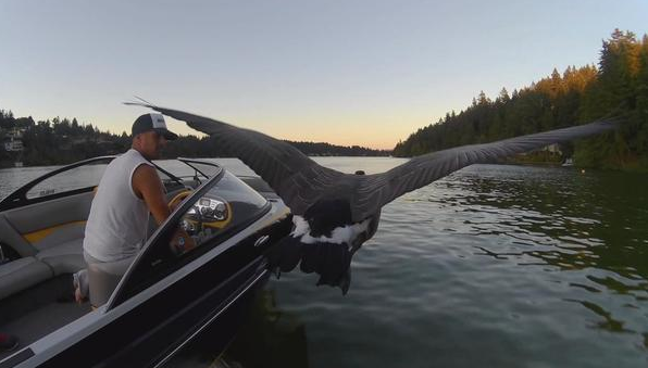 Man And His Goose: The Love Connection He Never Planned On - DarynKagan.com