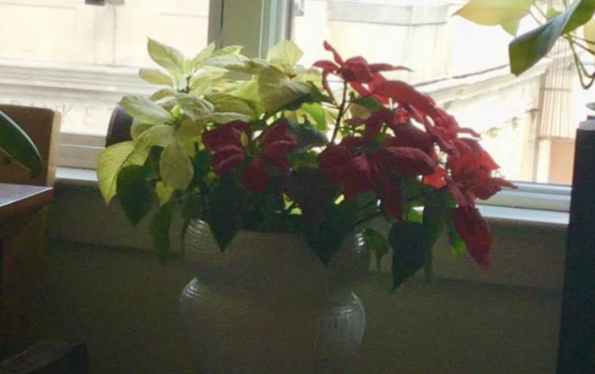 Rescued Poinsettia plant takes root in husband’s undying love ...